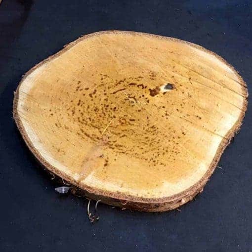 Fake Tree Stump Real Wood Log Geocache Container SIlver Birch 1 foot ...