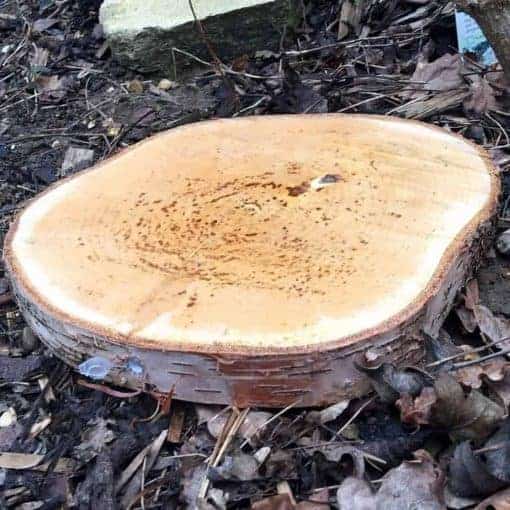 Fake Tree Stump Real Wood Log Geocache Container SIlver Birch 1 foot ...