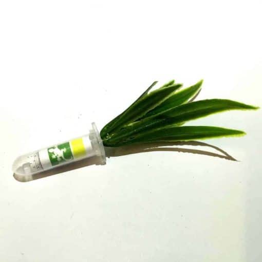 Realistic Large Grass Geocache Nano Container Logged Ready to Hide ...